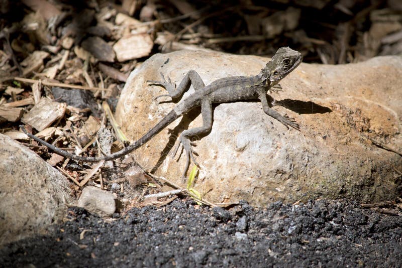 The Water Dragon is Climbing on a Rock Stock Photo - Image of ...