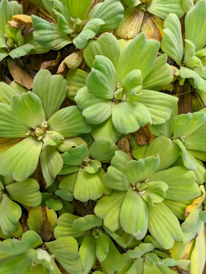 Young Water Hyacinth Plants in a Pond Stock Image - Image of young ...