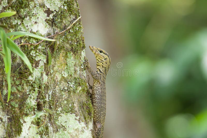 Young Water Monitor Climb Up the Tree Stock Image - Image of immaturity ...