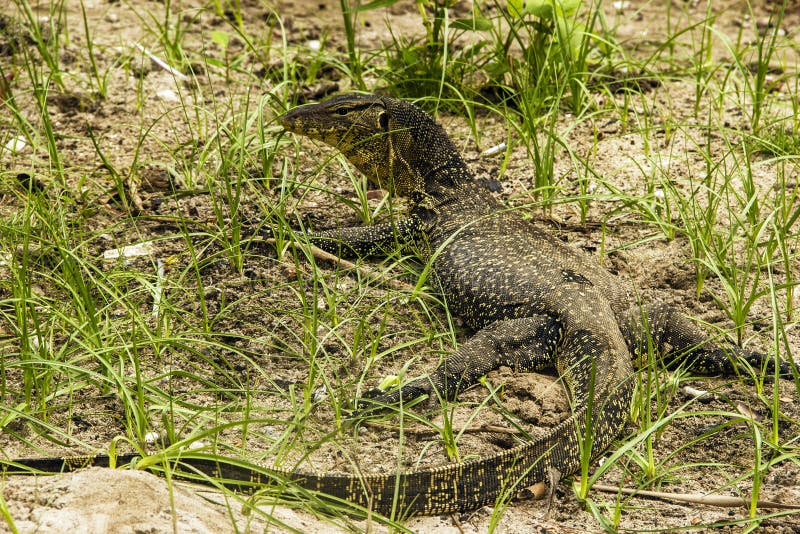 Young Water Monitor (Varanus Salvator) Stock Image - Image of blurred ...