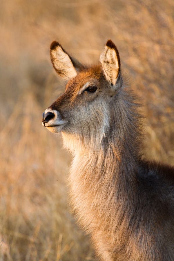 Waterbuck Calf - Wildlife from Africa - Animal Mom Love Stock Image ...