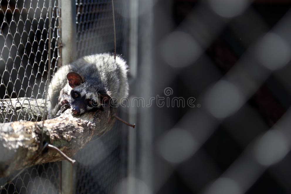 Weasel stock image. Image of breed, clams, afraid, case - 168139213
