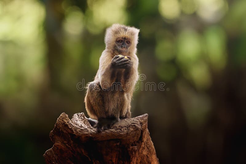 Young Wedge-capped Capuchin Monkey Stock Photo - Image of world, nature ...