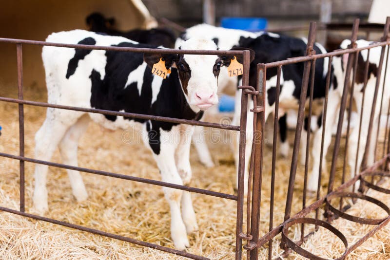 Weekly Calves in Stall at Dairy Farm Stock Photo - Image of weekly ...