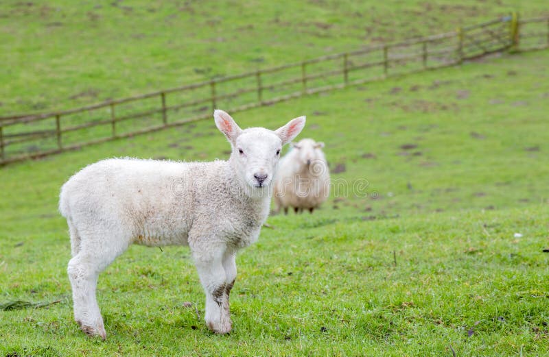 Young welsh mountain sheep stock image. Image of lamb - 115206171