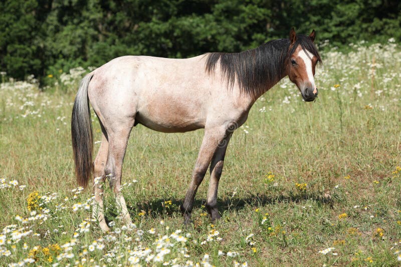Young Welsh Pony Standing on Pasturage Stock Photo - Image of resting ...