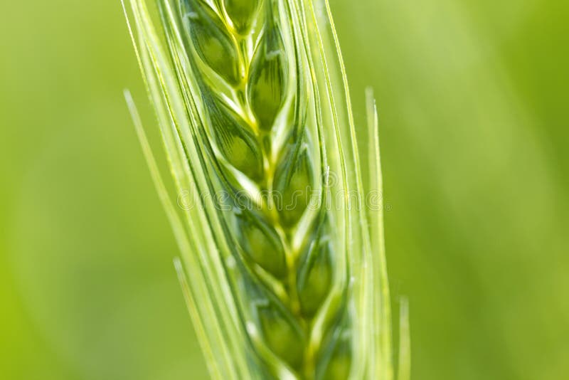 Close Range Shot of Wraped Up Present with Blurred Lights in the ...