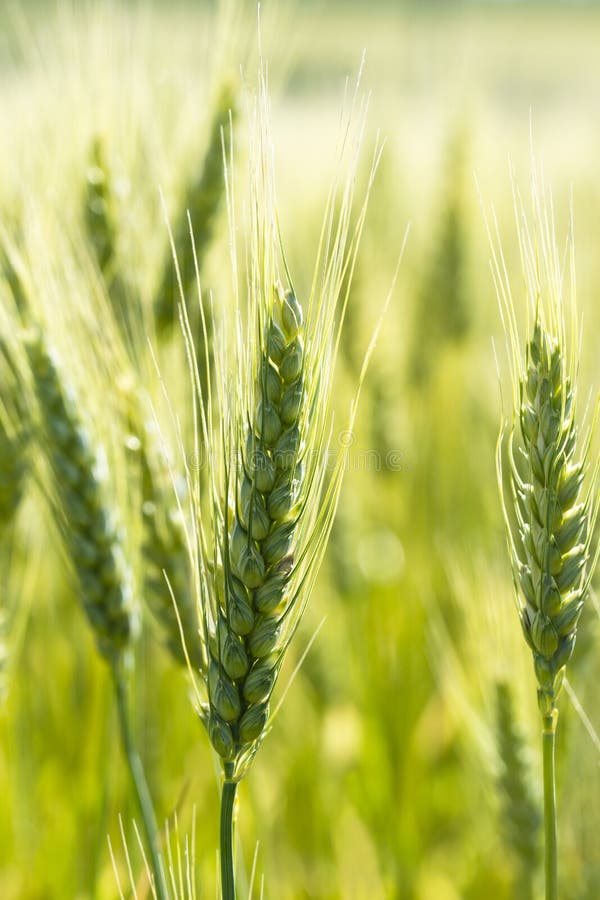 Close Range Shot of Wraped Up Present with Blurred Lights in the ...