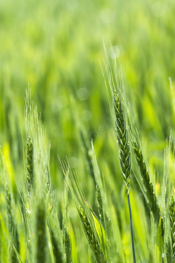 Close Range Shot of Wraped Up Present with Blurred Lights in the ...