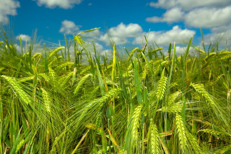 Wheat closeup stock image. Image of natural, closeup, farming - 2657753