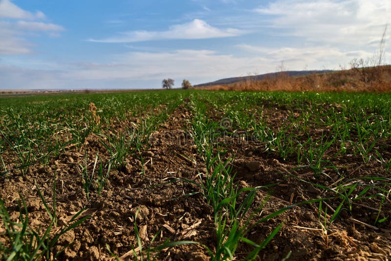 Young Wheat Crop in a Field. Crops of Winter Wheat. Rows of Young ...