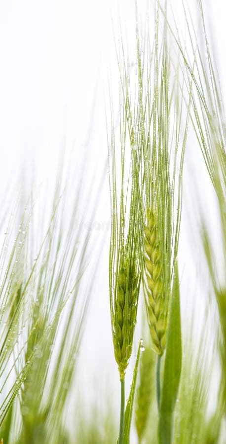 Young Wheat and Dew III stock image. Image of crop, rural - 31373629