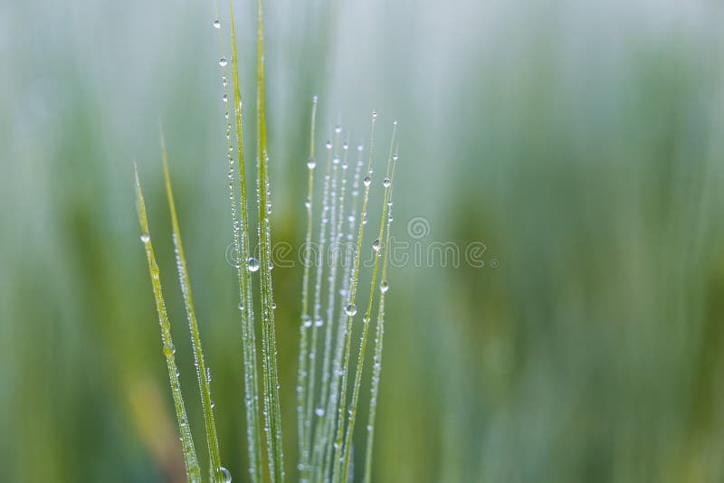 Young Wheat and Dew stock photo. Image of grow, straw - 31373418