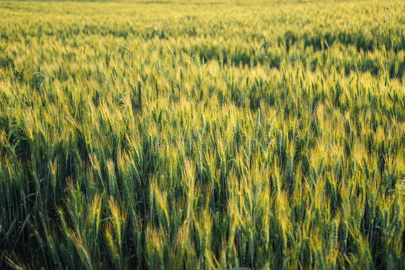 Young Wheat Field with Bright Sunset Light Stock Image - Image of ...