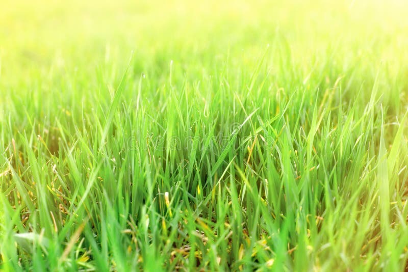Young Wheat Green, Organic Wheat Field Early in Spring Stock Image ...