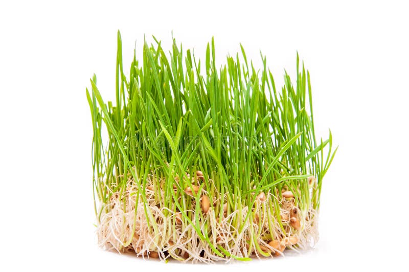 Young Wheat Green Sprouts on a White Background Stock Image - Image of ...