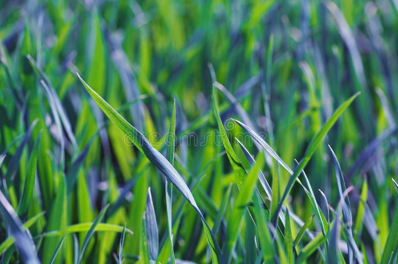 Young wheat leaves stock image. Image of meal, scent - 10460221