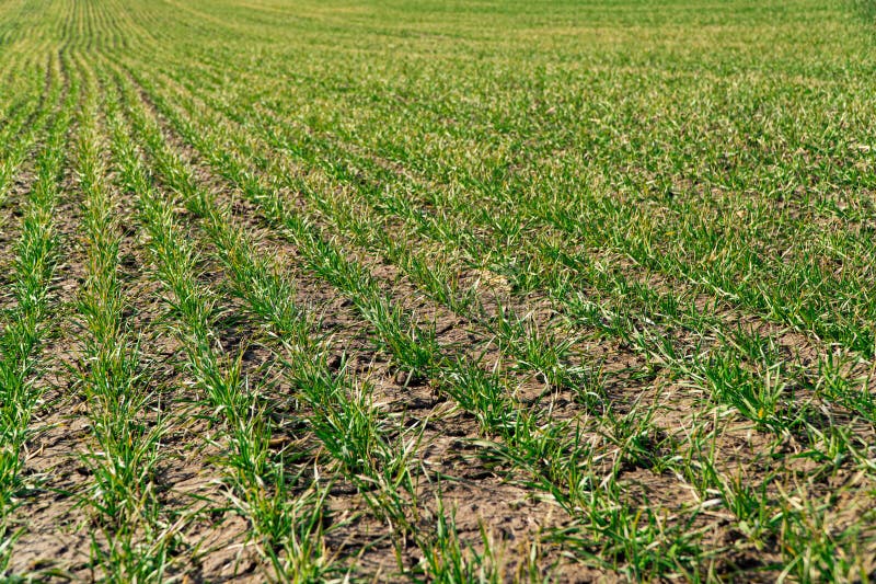 Wheat Sprouts after Rain, Water Drops on Wheat. Young Wheat or Grass ...