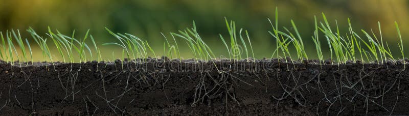 Young Wheat Plants with Roots in a Row Stock Image - Image of natural ...