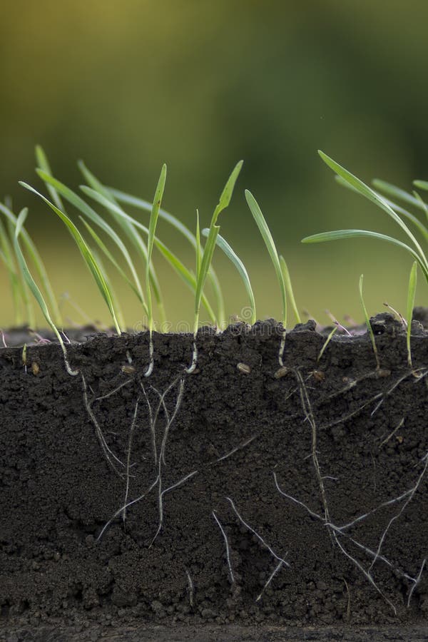 Young Wheat Plants with Roots in a Row Stock Photo - Image of ...