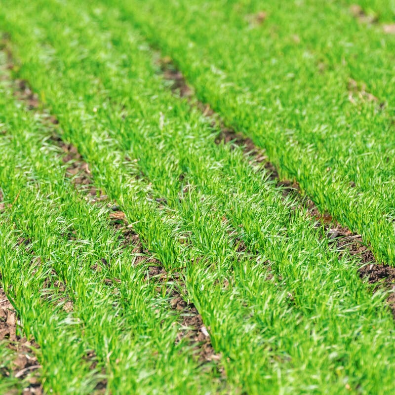 Young Wheat Seedlings Growing in a Field Stock Photo - Image of closeup ...