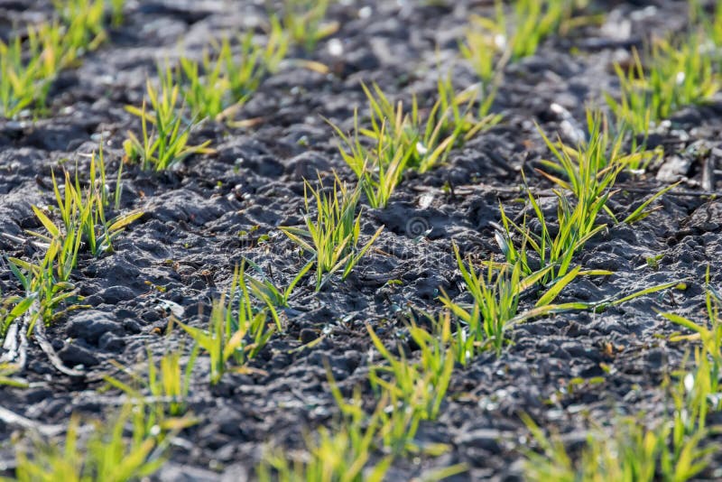 Young Wheat Seedlings Growing in a Field, Close Up on Sprouting Wheat ...