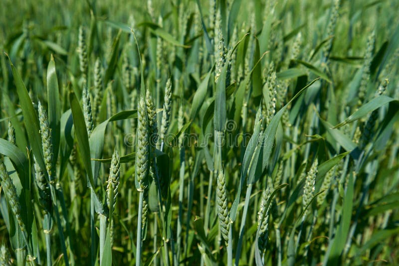 Young Wheat Sprouts in a Field in Russia Stock Image - Image of field ...