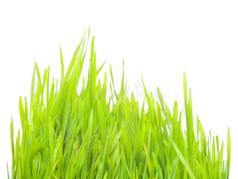 Young wheat sprouts stock photo. Image of produce, meadow - 35699748