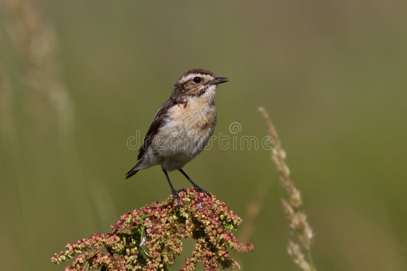 Young Whinchat Which Sits on a Branch on a Summer Stock Photo - Image ...