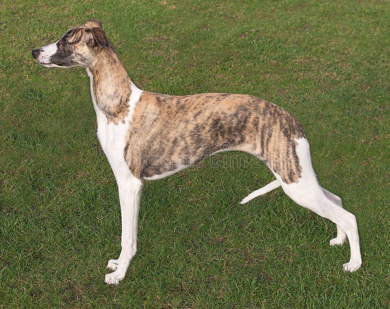 Young Whippet Standing Proudly To Attention Stock Photo - Image of nose ...