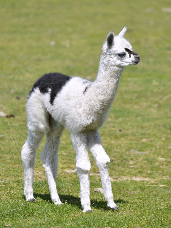Black and White Alpaca stock image. Image of spotted, black - 8113309