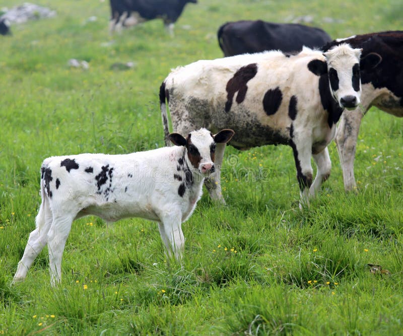 White Black Veal Grazing with Cow Mom Stock Photo - Image of outdoors ...
