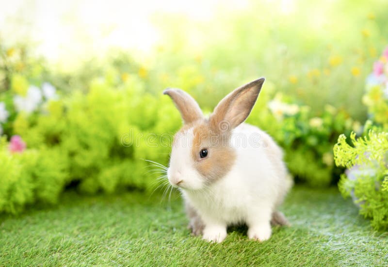 Two Brown Bunny Sitting on Grasses, Young Cute Rabbit in Nature Stock ...