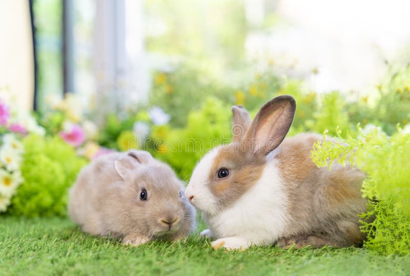 Fluffy Bunny,young Adorable Rabbits Lying on Blue Floor Stock Photo ...