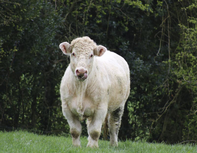 The young white bull stock image. Image of nature, animal - 148078957