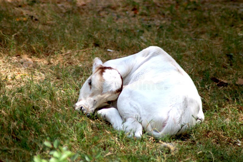 Young White Calf Resting - Image Stock Image - Image of calf, animals ...