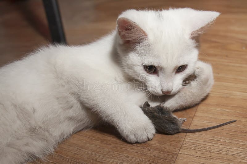 Young White Cat Caught a Mouse and is Watching it, Stock Photo - Image ...