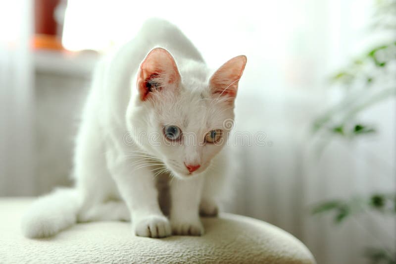 Young White Cat Getting Ready for the Jump Stock Photo - Image of house ...