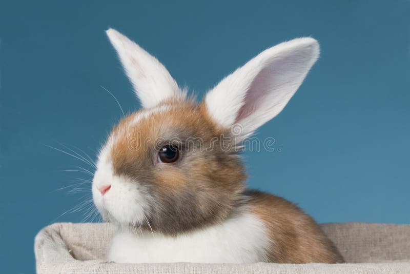 White Mini Lop Rabbit