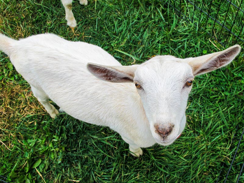 Young White Farm Goat stock photo. Image of meat, goats - 215022544