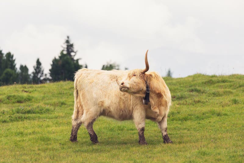 Young White Female Yak Scratching Her Side with Her Horns in the ...