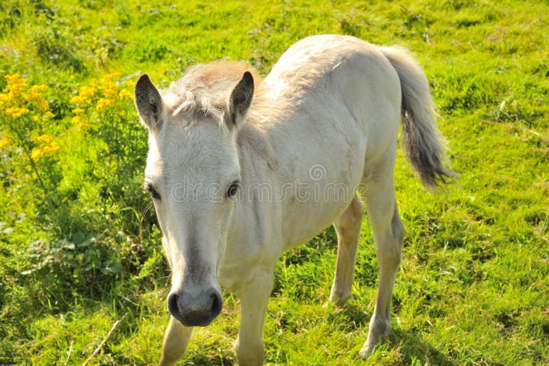 White Foal Graze Near the Mother Stock Photo - Image of horizontal ...