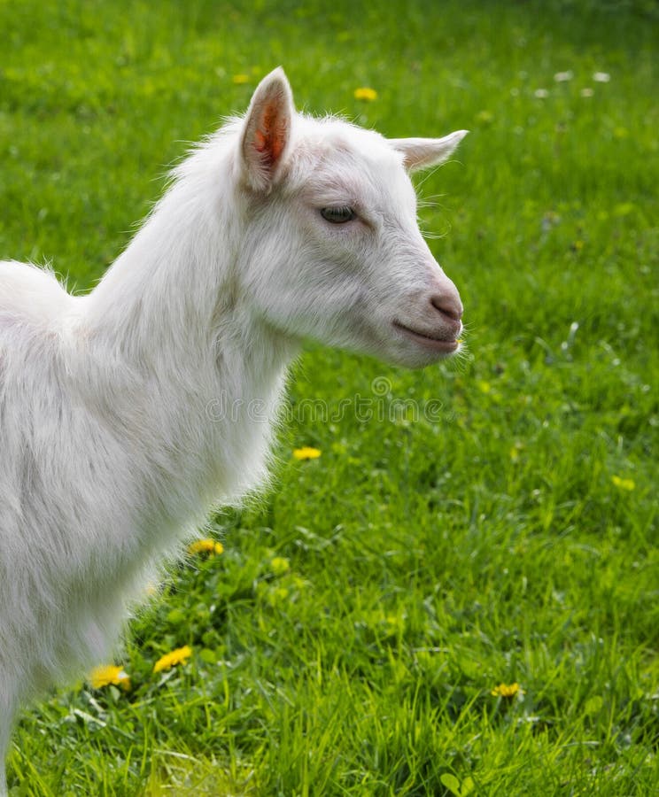 An young white goat stock image. Image of easter, seasonal - 30831333