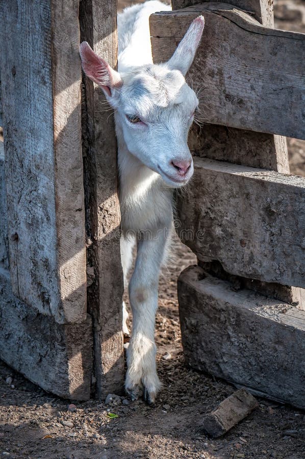 Young White Goat, Kid on the Farm Stock Photo - Image of portrait, head ...