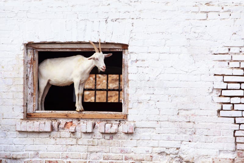 115 Goat Looking Window Stock Photos - Free & Royalty-Free Stock Photos ...