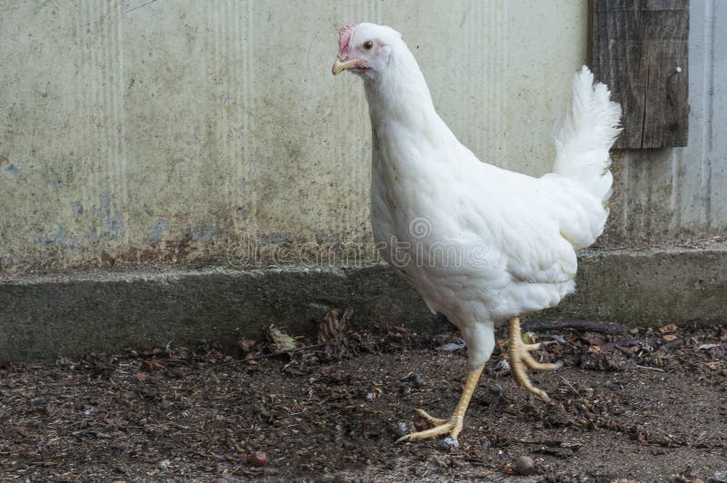 Young White Hen in the Hen-house. Stock Photo - Image of breed ...
