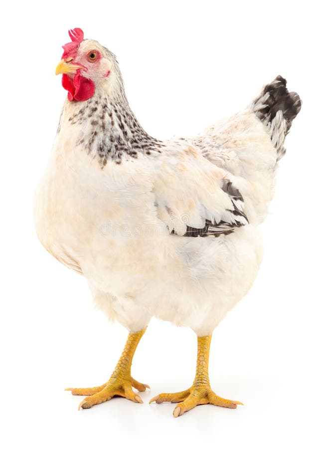 White hen isolated stock image. Image of agriculture - 168371671