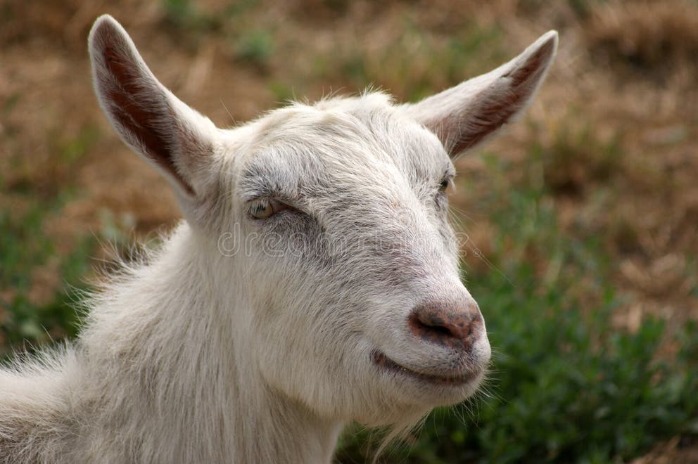 Young white hornless goat stock photo. Image of young - 15353480