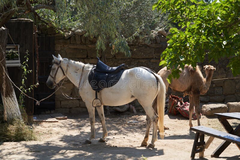 Young White Horse and Camel Standing Under the Tree Stock Image - Image ...