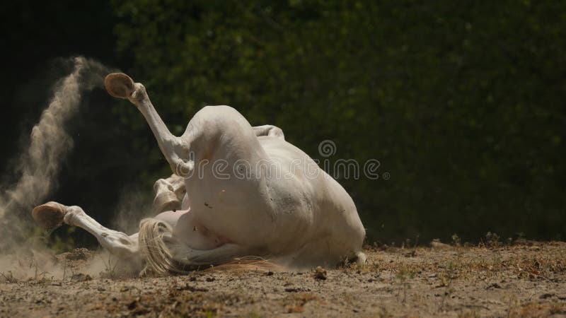Dust Bath with White Horse Rolling in Field Stock Photo - Image of ...
